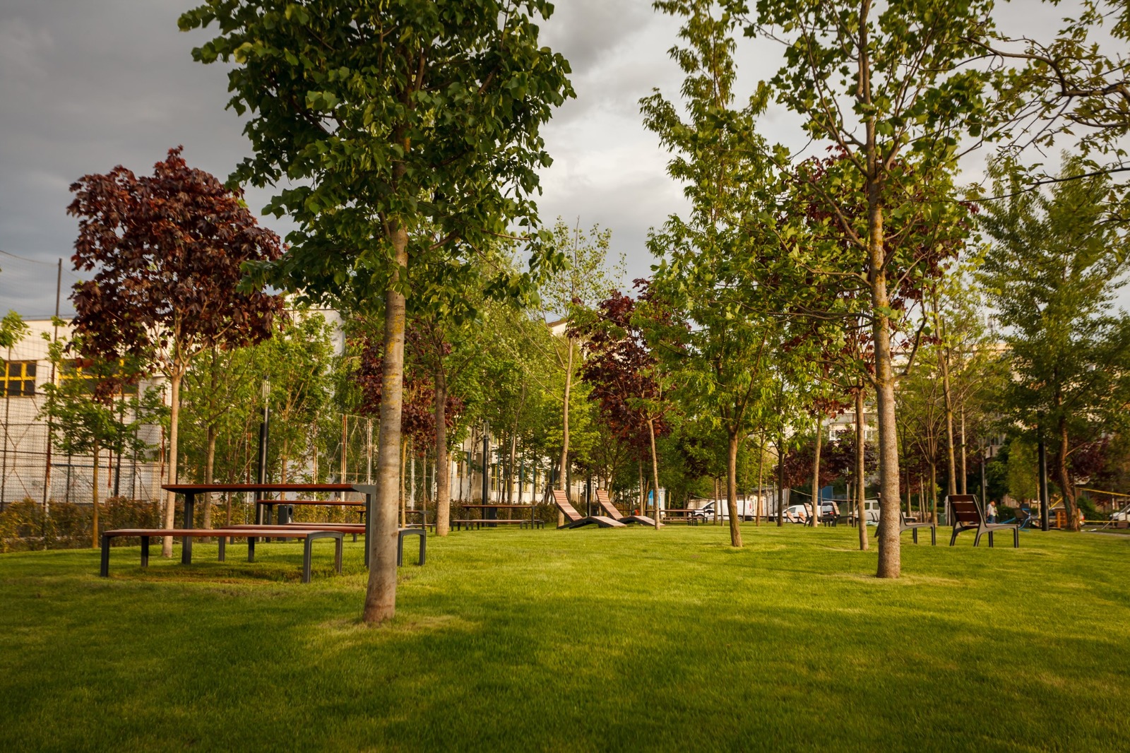 Platarea mai multor copaci în orașe ar putea reduce mortalitatea ...