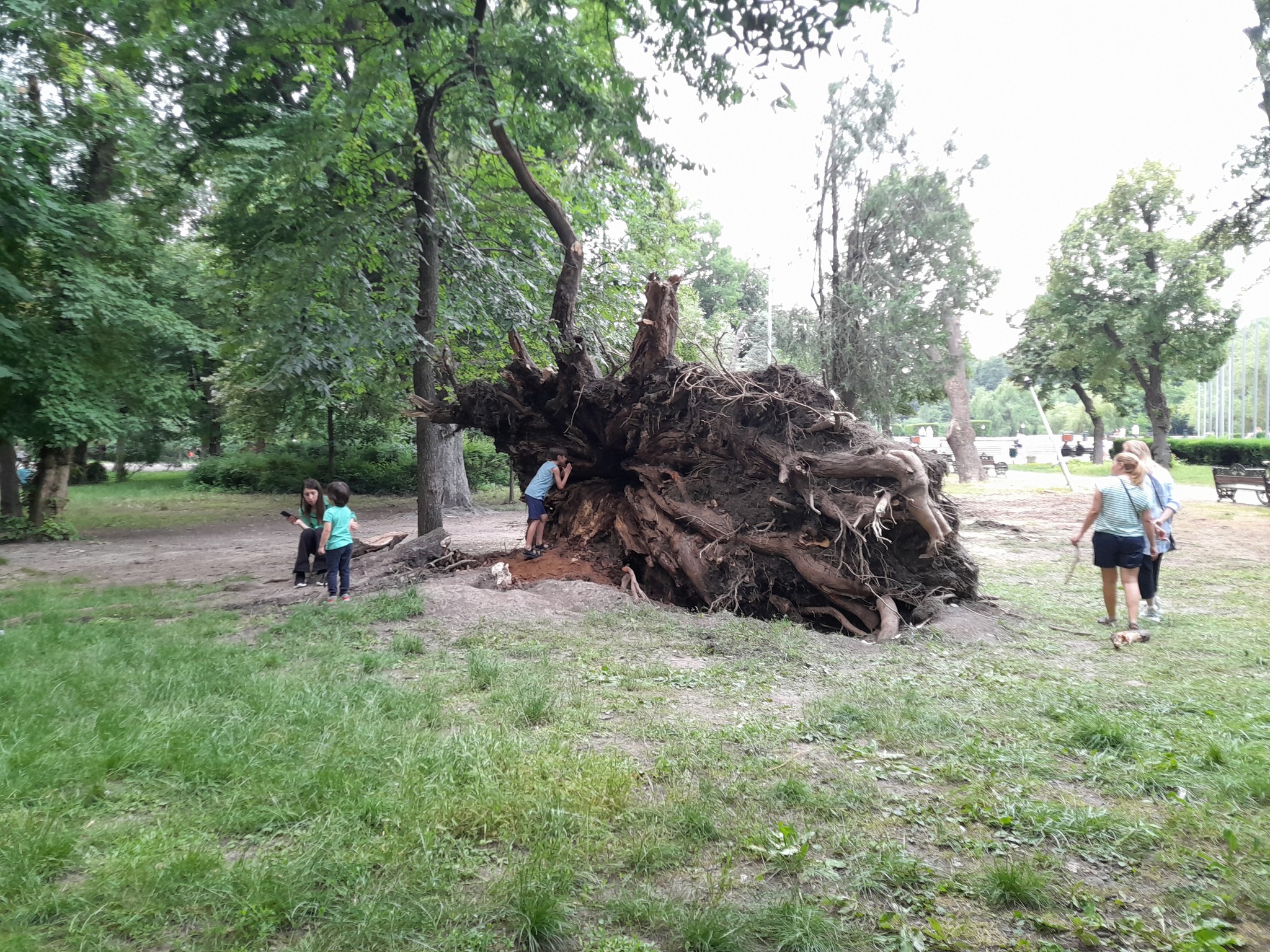 Un frasin de 150 de ani, doborât de furtună în Parcul Carol. Specialiștii acuză lipsa îngrijirii ...